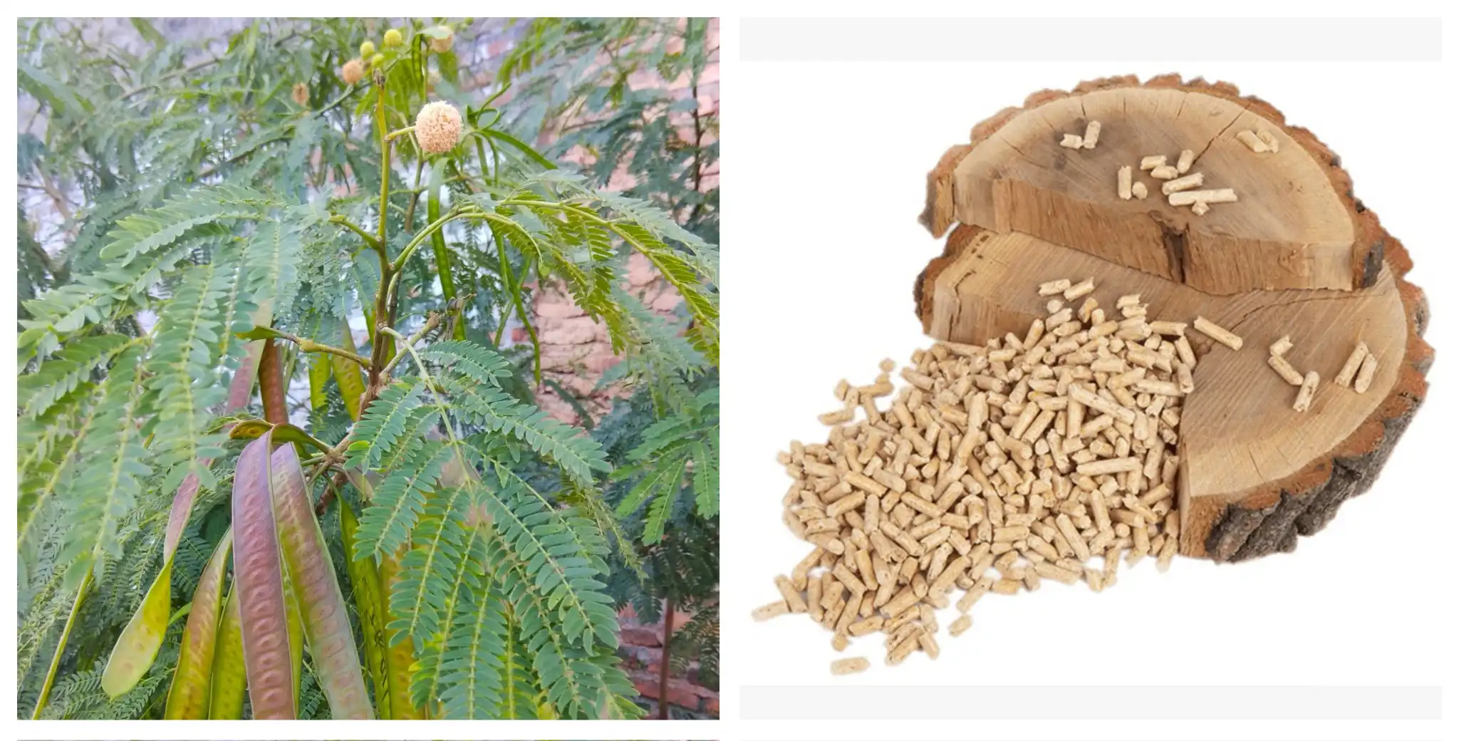 Dari Gulma Jadi Energi Hijau: Dosen UTS Ubah Lamtoro Jadi Pelet Kayu ...