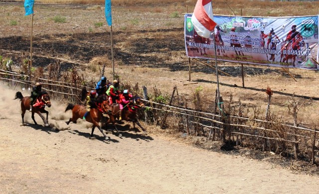 Main Jaran, 200 Ekor Kuda Perebutkan 10 Ekor Sapi - Samawa Rea
