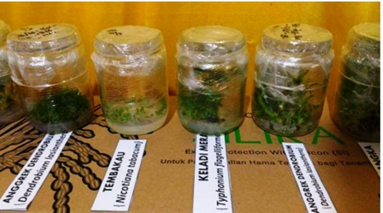 Teknik Kultur Sel dan Jaringan Solusi Dalam Industri Tanaman Hias dan ...