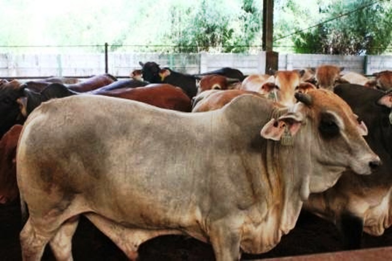 Sumbawa Dapat Bantuan 240 Ekor Sapi Brahman Cros - Samawa Rea