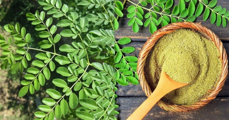 NTB Dorong "Produk Moringa" Mengglobal - Samawa Rea