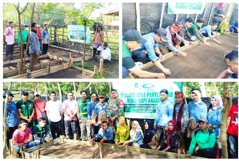 KPP Mining Gelar Upacara Adat Penyemaian 30.000 Benih Kopi Arabika di ...